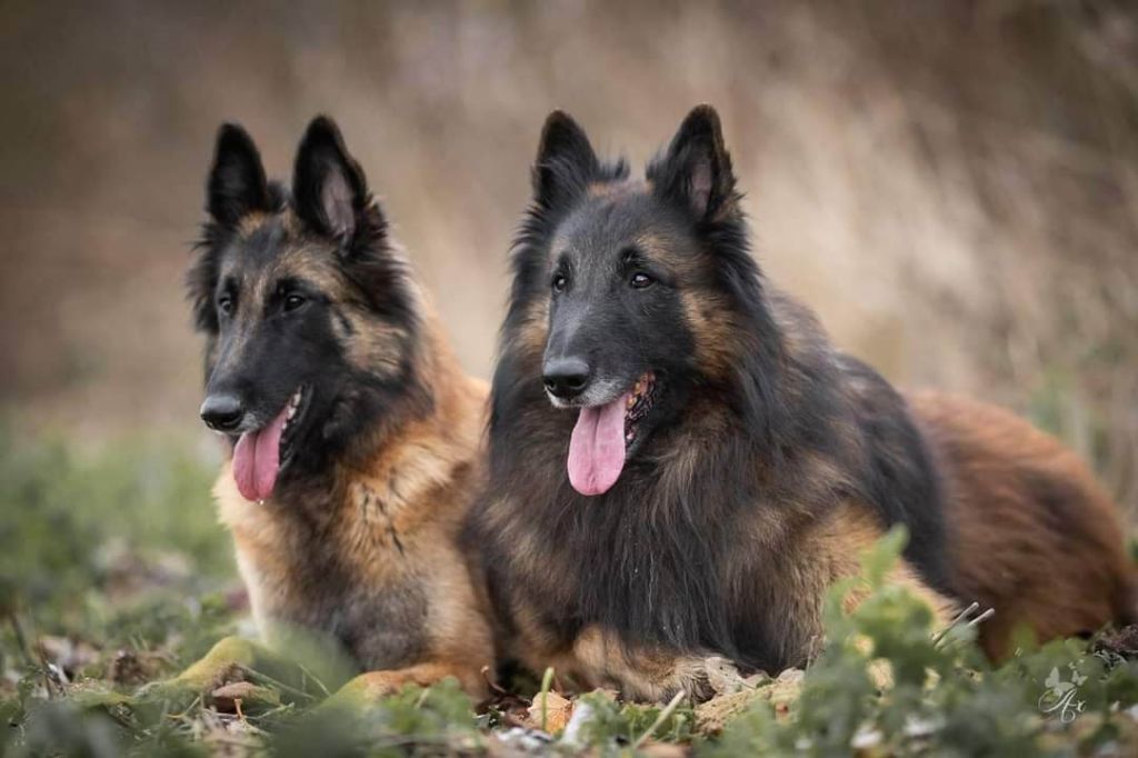 Accueil - Elevage Lembais - eleveur de chiens Berger Belge